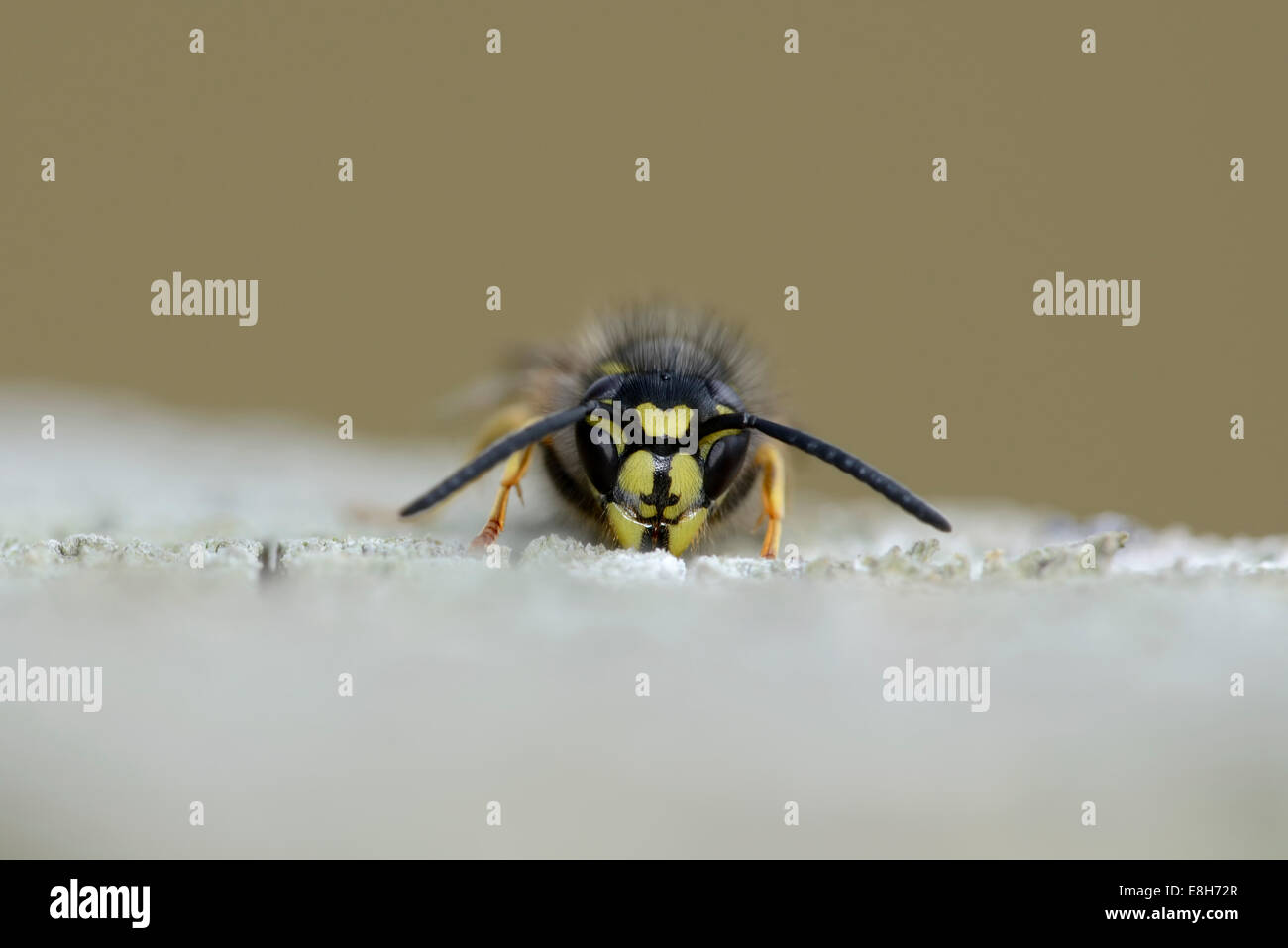 Vespula Vulgaris Wasp High Resolution Stock Photography and Images - Alamy