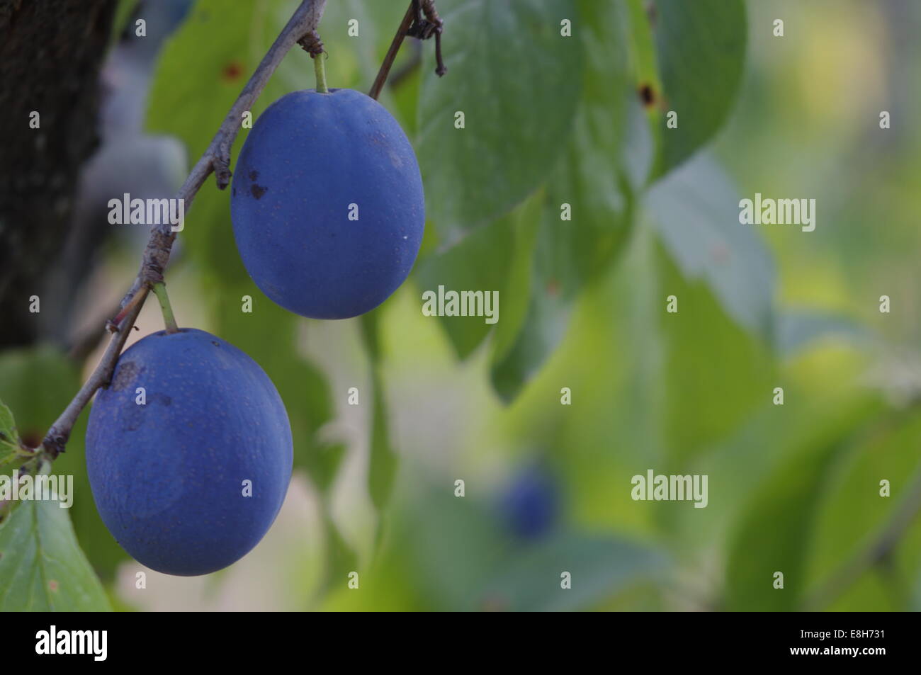 Plums on tree Stock Photo - Alamy