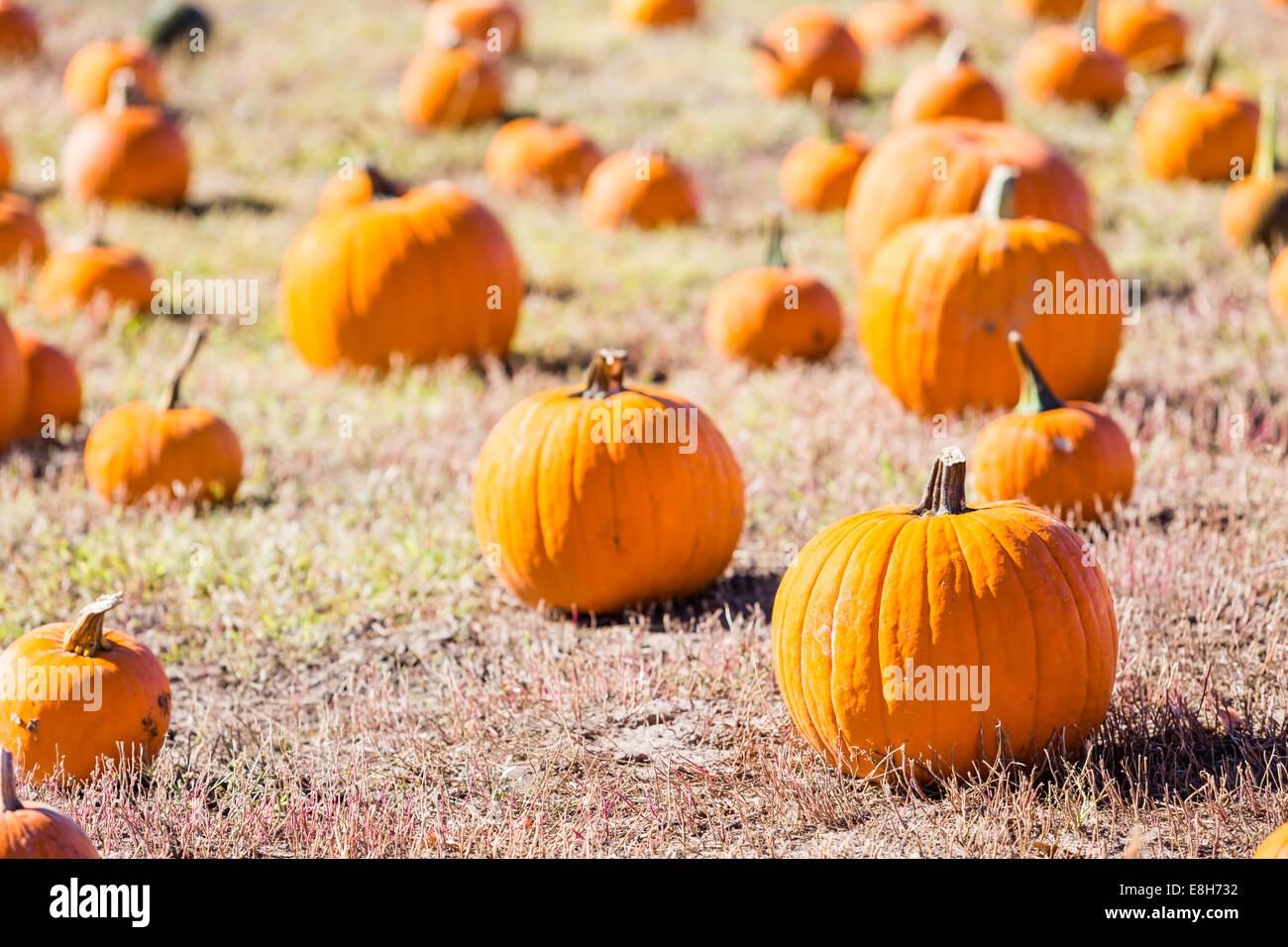 Selecting pumpkin from pumpkin patch in early Autumn Stock Photo - Alamy