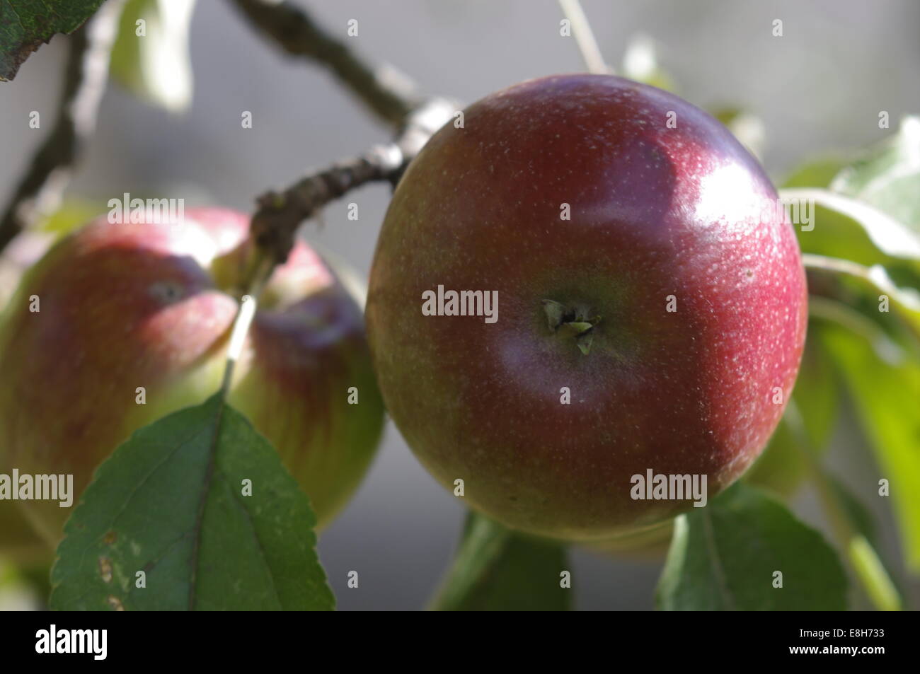 Canopy apple tree hi-res stock photography and images - Alamy