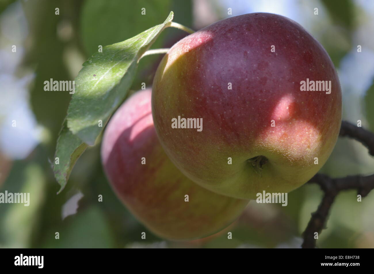 Canopy apple tree hi-res stock photography and images - Alamy