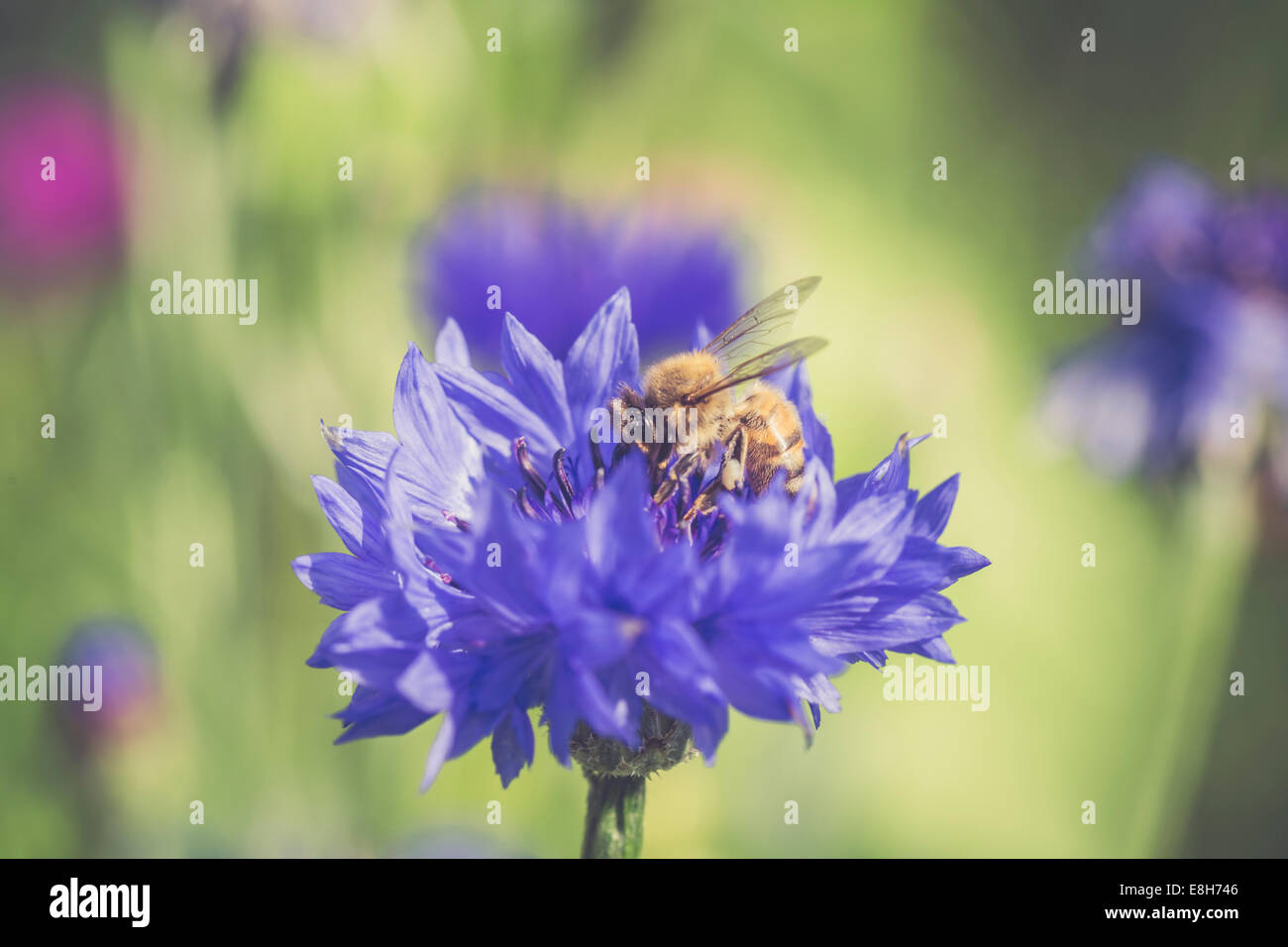 Germany, Bavaria, Cornflower, Centaurea cyanus, and bee Stock Photo - Alamy