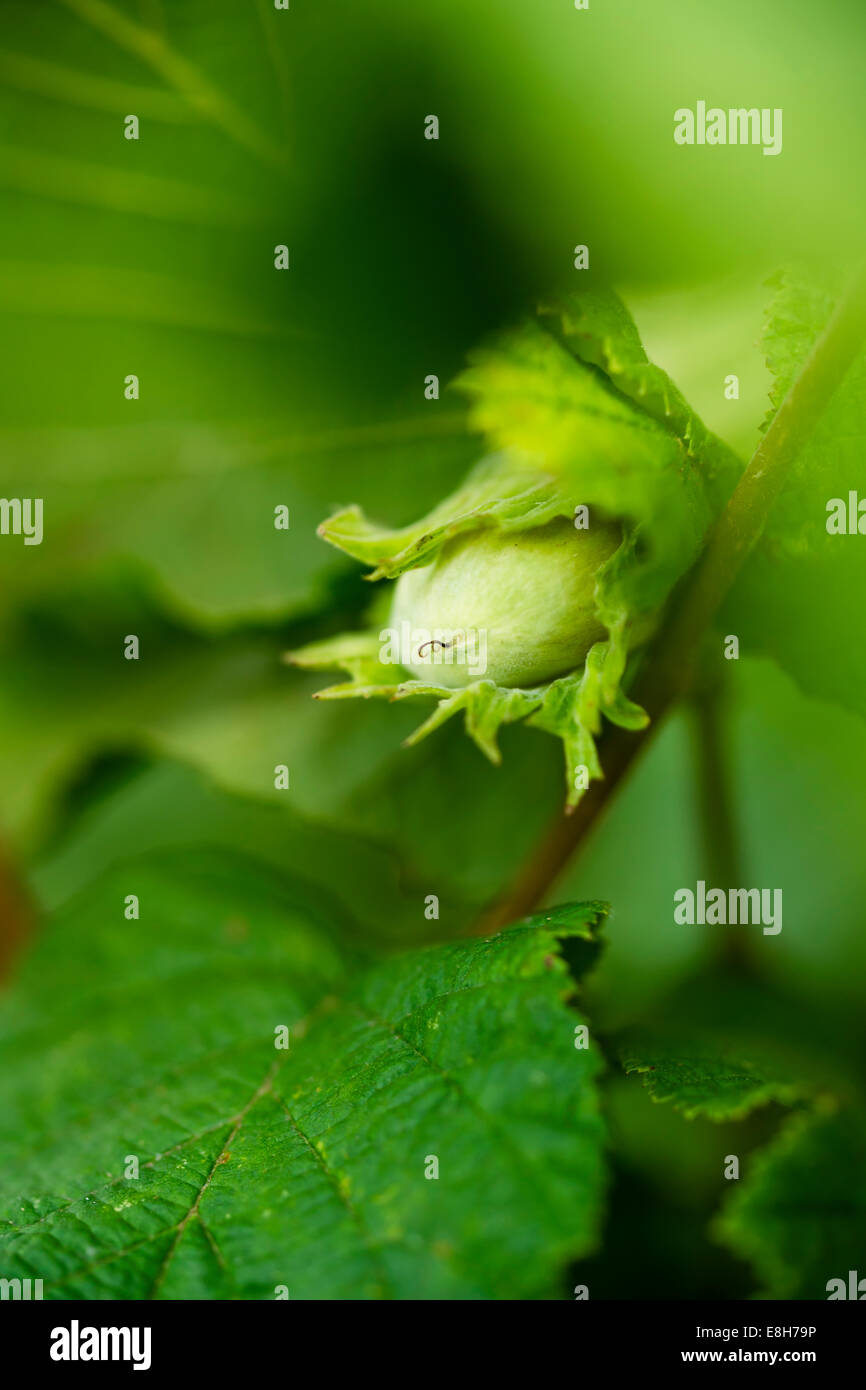Common hazel corylus avellana fruit hi-res stock photography and images ...
