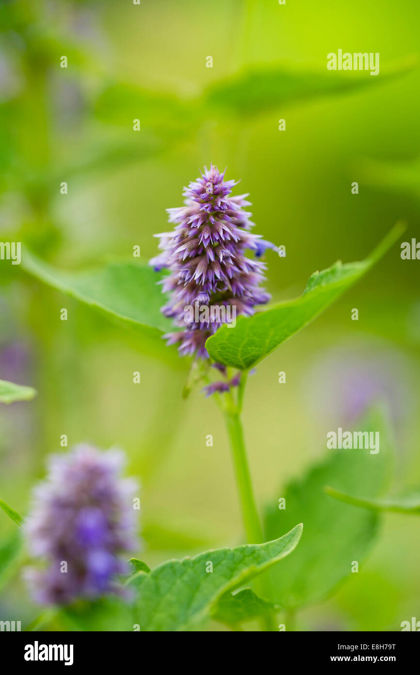 Peppermint blossom hi-res stock photography and images - Alamy
