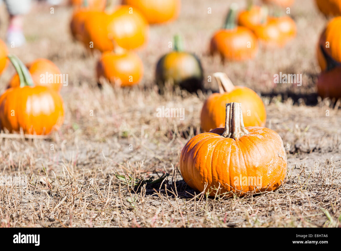 Selecting pumpkin from pumpkin patch in early Autumn Stock Photo - Alamy