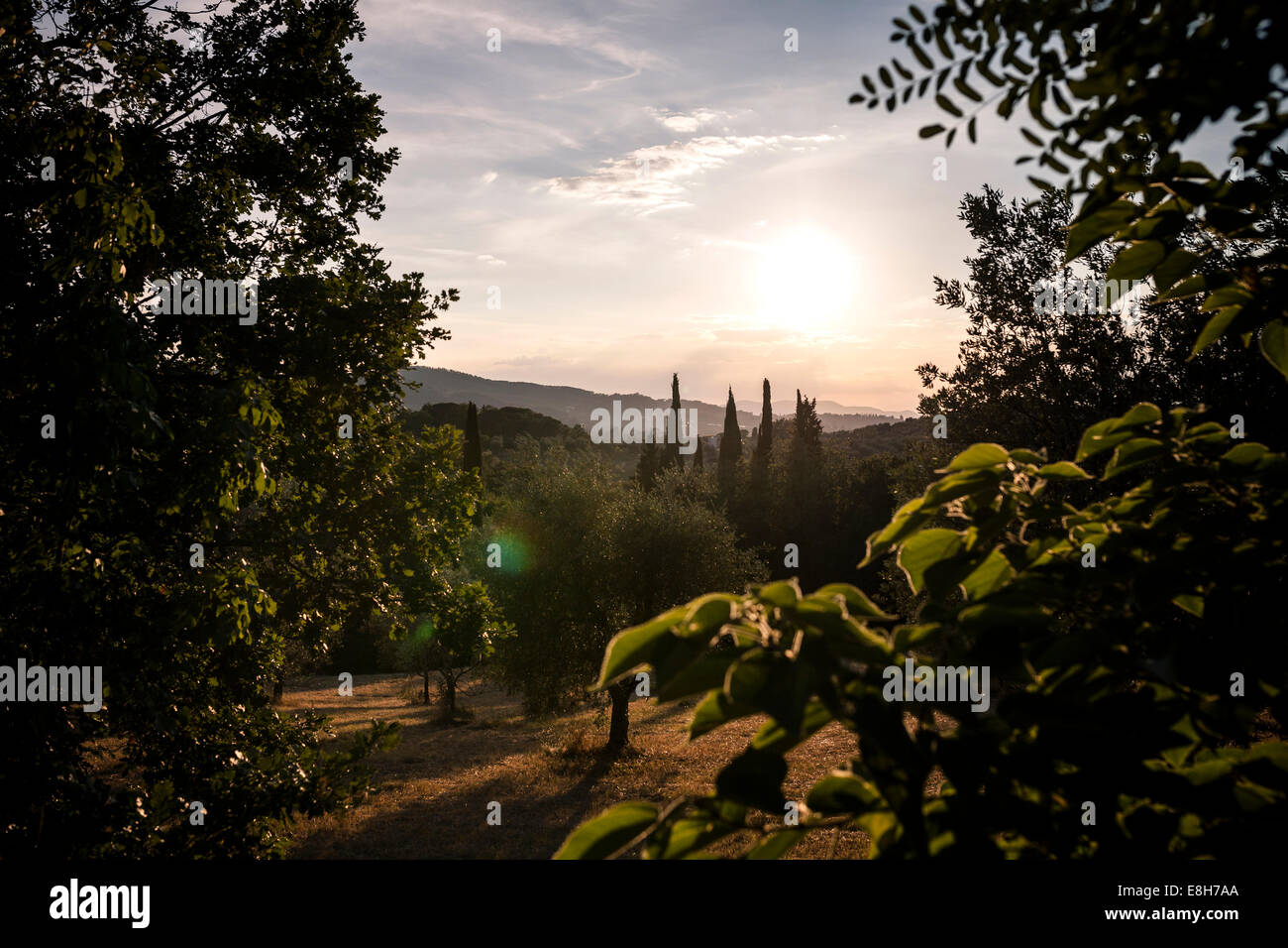 Italy, Tuscany, landscape at sunset with olive trees and cypresses ...