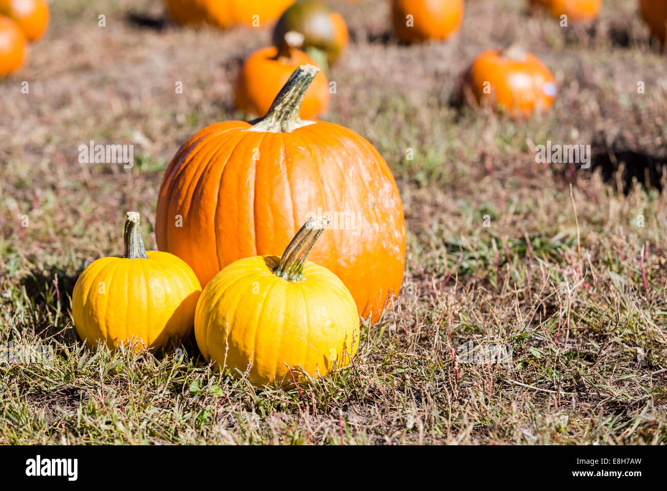 Selecting pumpkin from pumpkin patch in early Autumn Stock Photo - Alamy