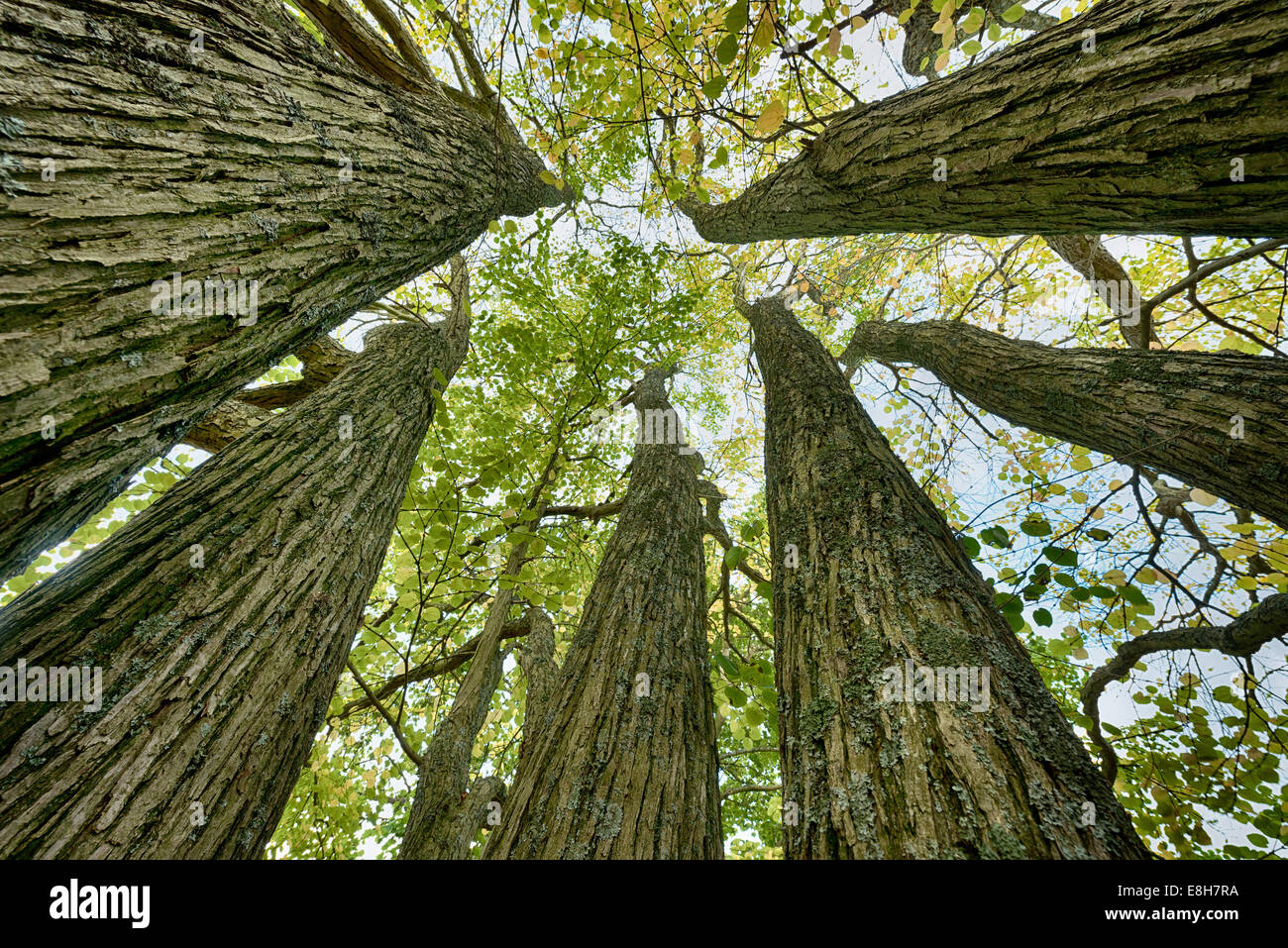 Japanese lime tree High Resolution Stock Photography and Images - Alamy
