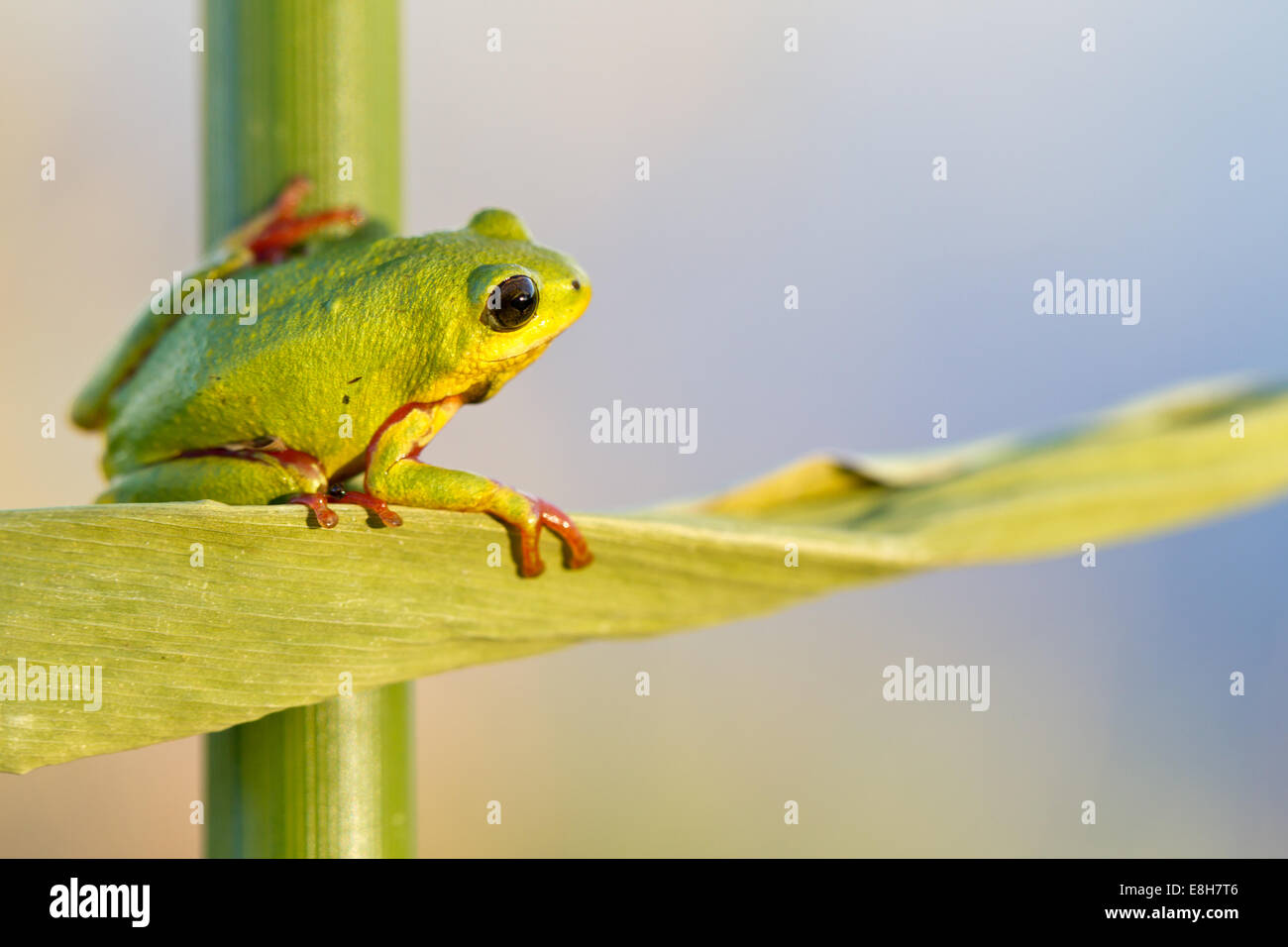 A reed frog perches in the reeds of Bangweulu Wetlands, Zambia Stock ...