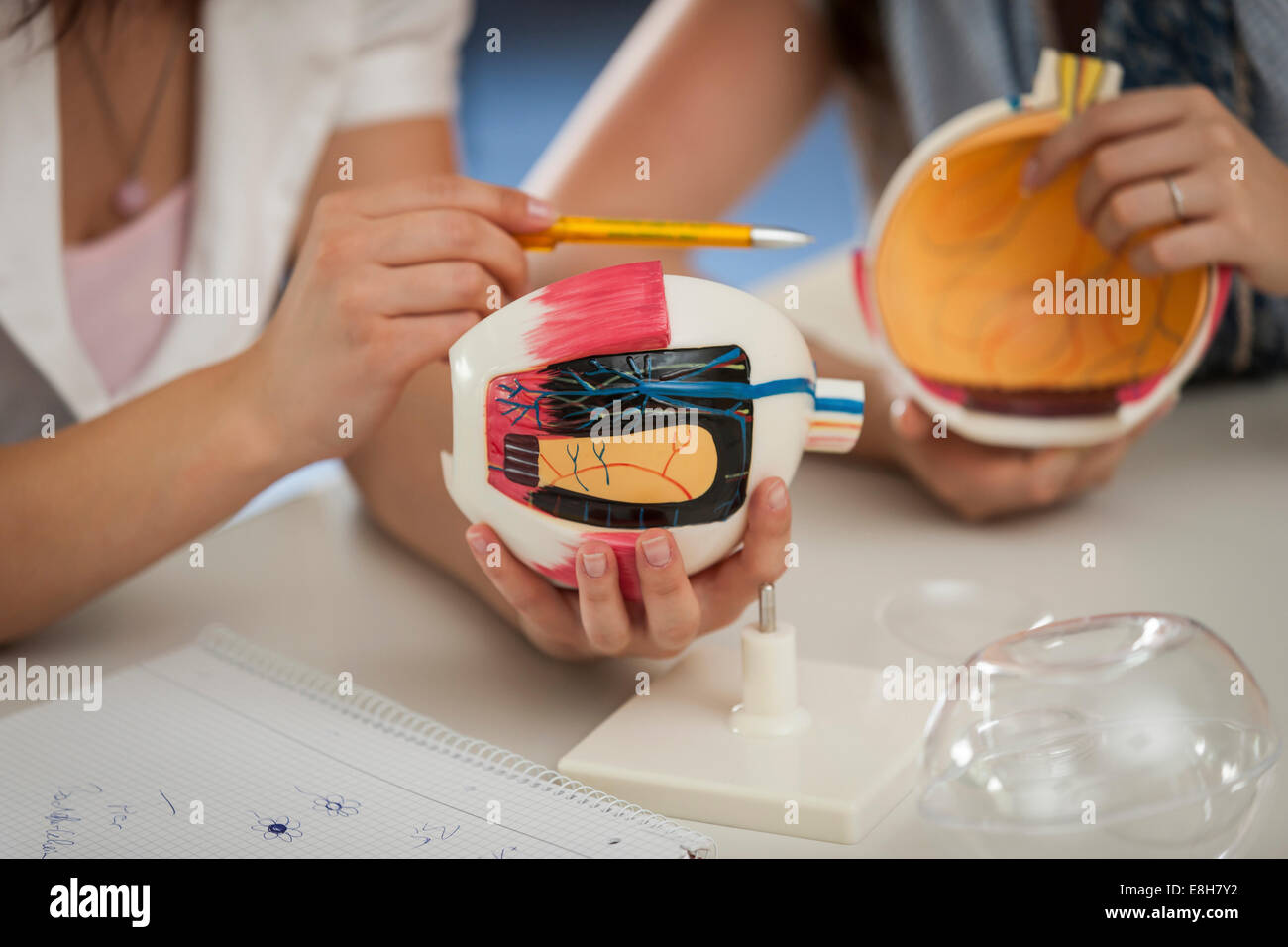 Classroom model of eye hi-res stock photography and images - Alamy