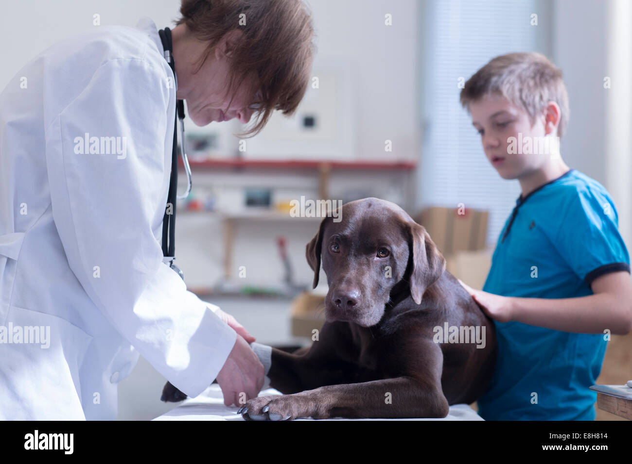 Boy at vet with dog Stock Photo - Alamy