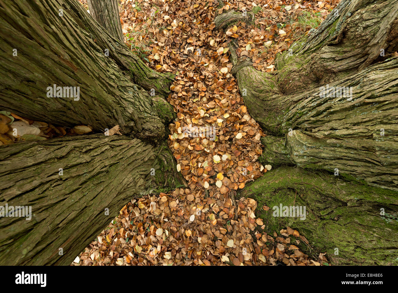 Delicate shades of golden yellow orange Katsura tree Cercidiphyllum ...