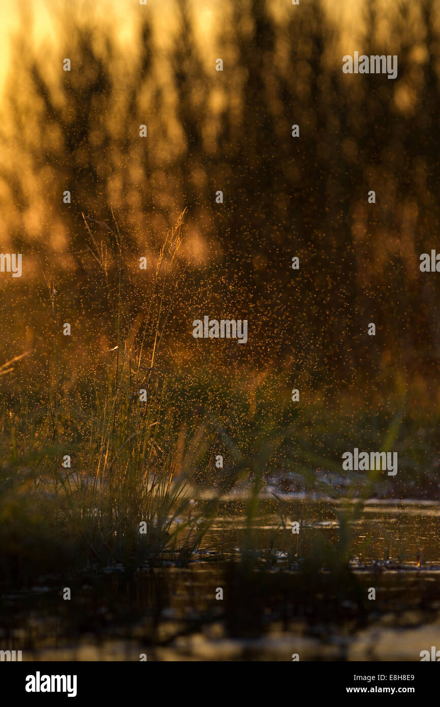 A cloud of insects flies over the Bangweulu swamp at sunset Stock Photo ...