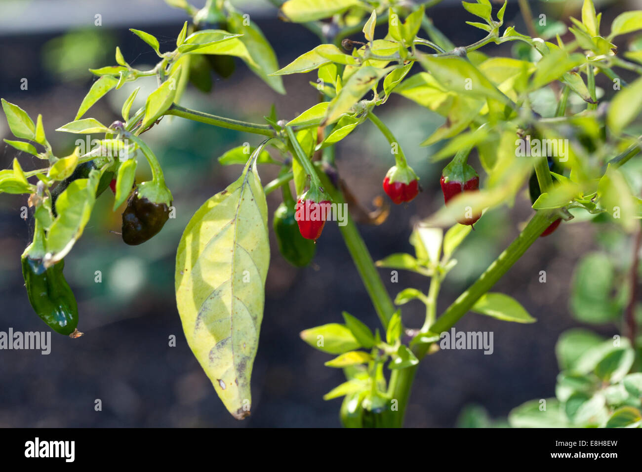 Chilipeppar hi-res stock photography and images - Alamy