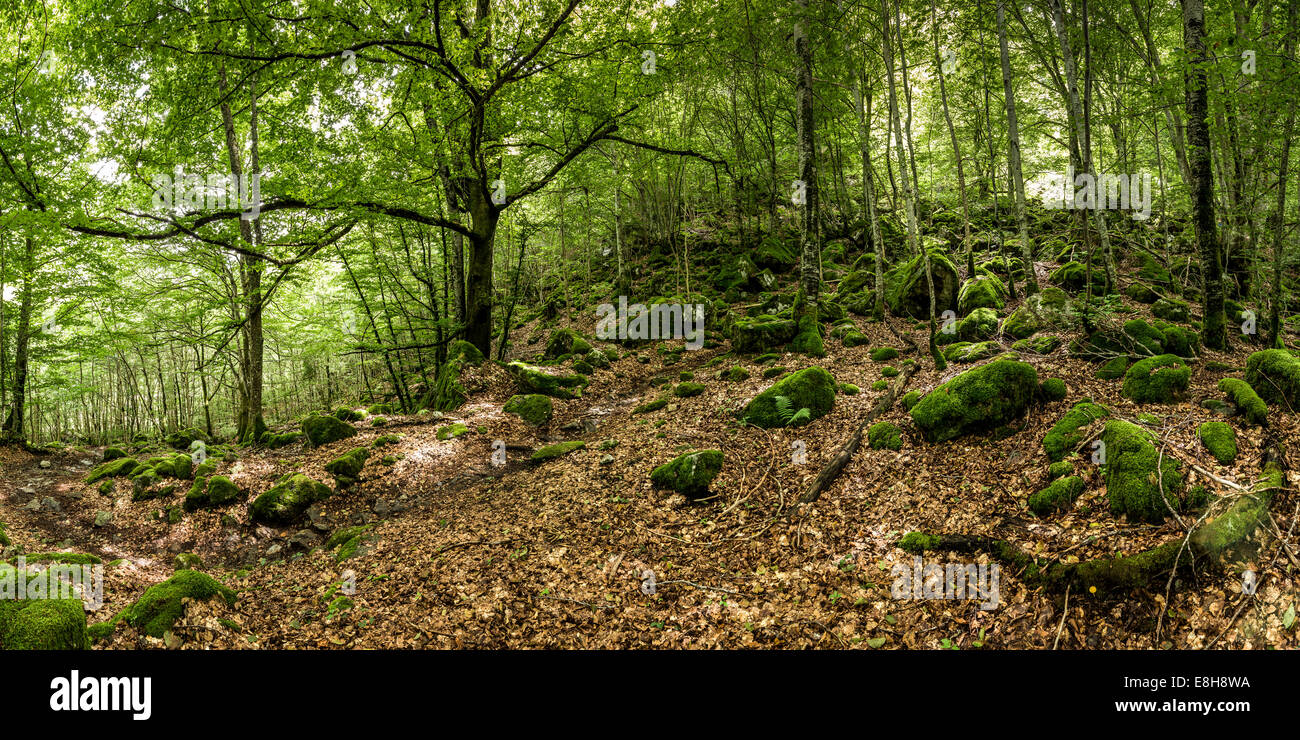 France, Pyrenees, Northern Catalonia, Valle de Orlu, forest Stock Photo ...