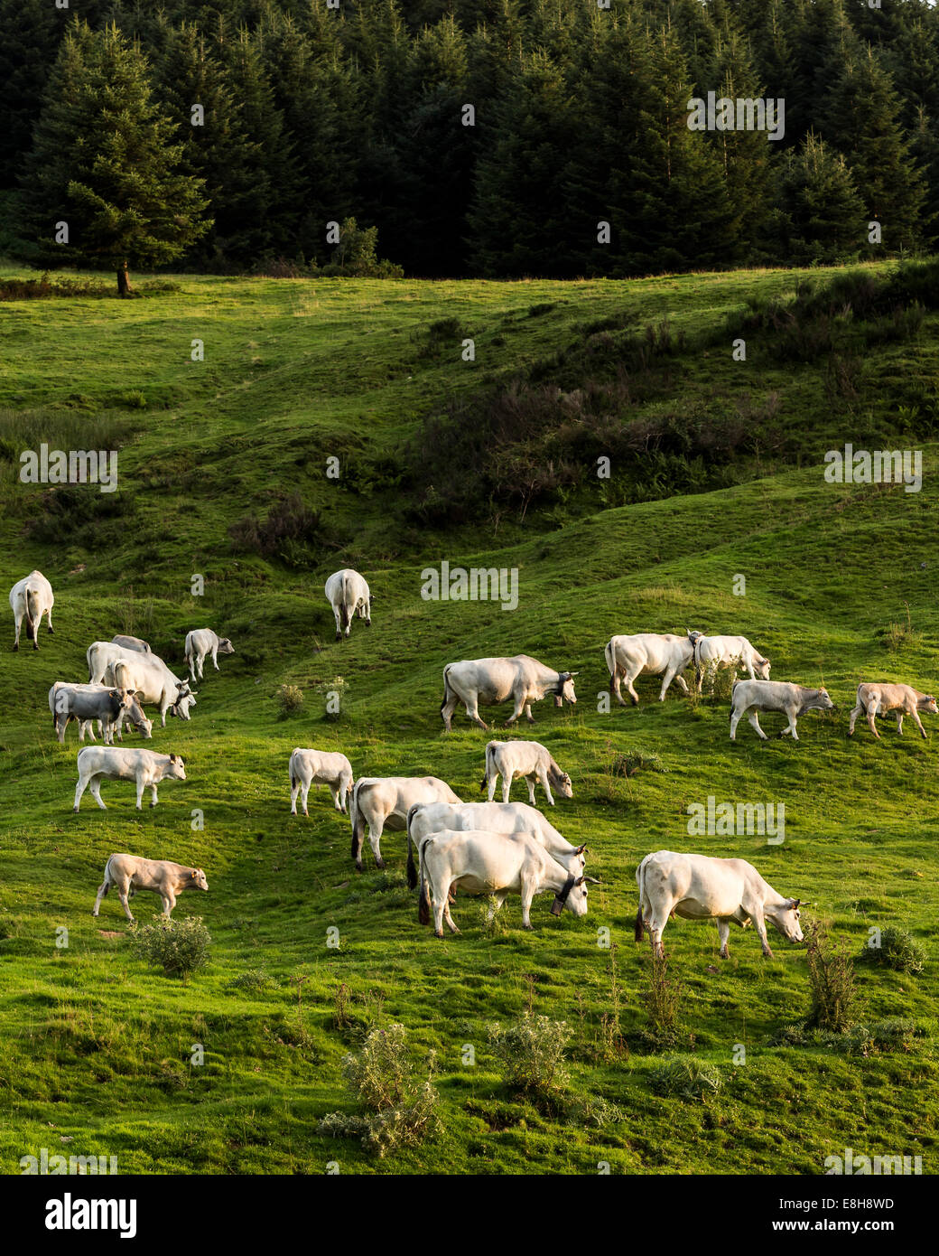 Col du port hi-res stock photography and images - Alamy