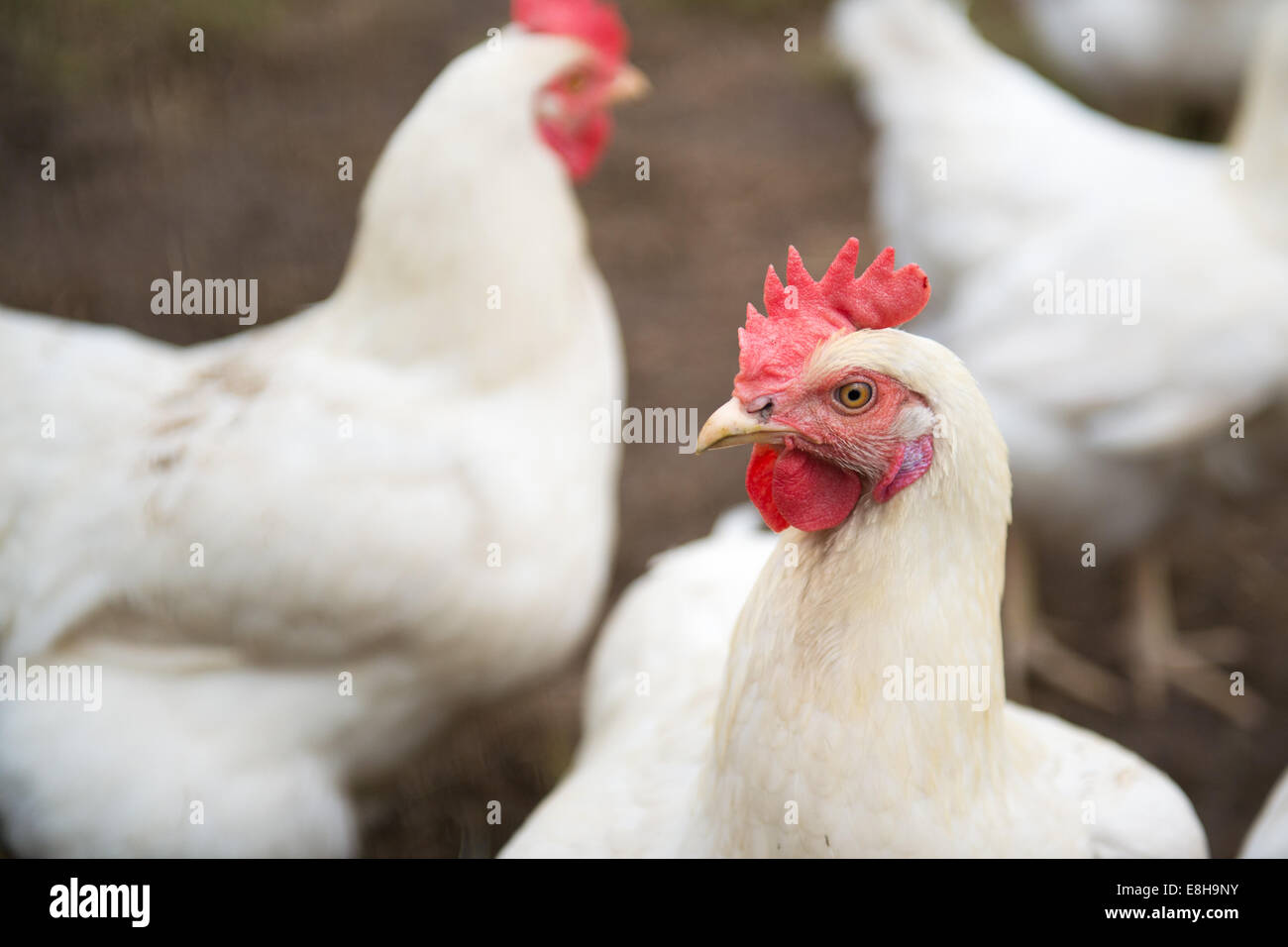 Freeland hi-res stock photography and images - Alamy