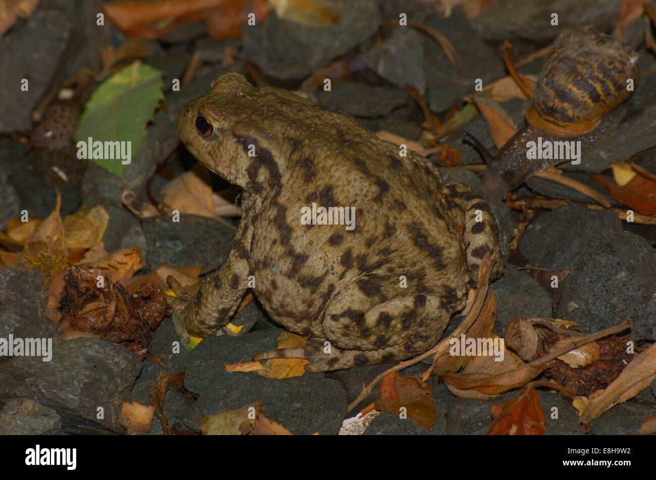 Common toad in a garden at night Stock Photo - Alamy