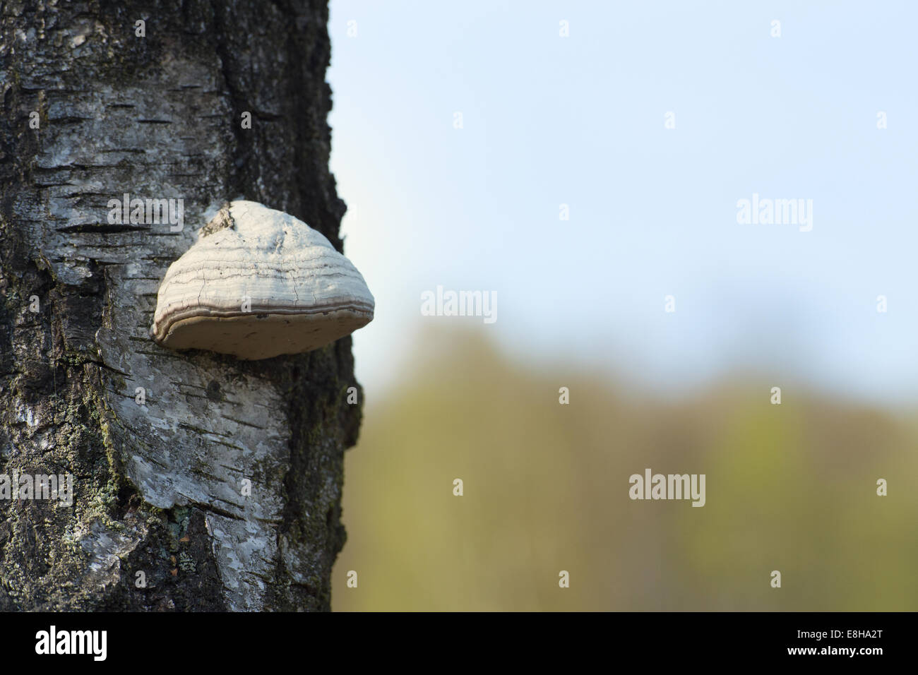 tinder fungus on tree in nature landscape Stock Photo - Alamy
