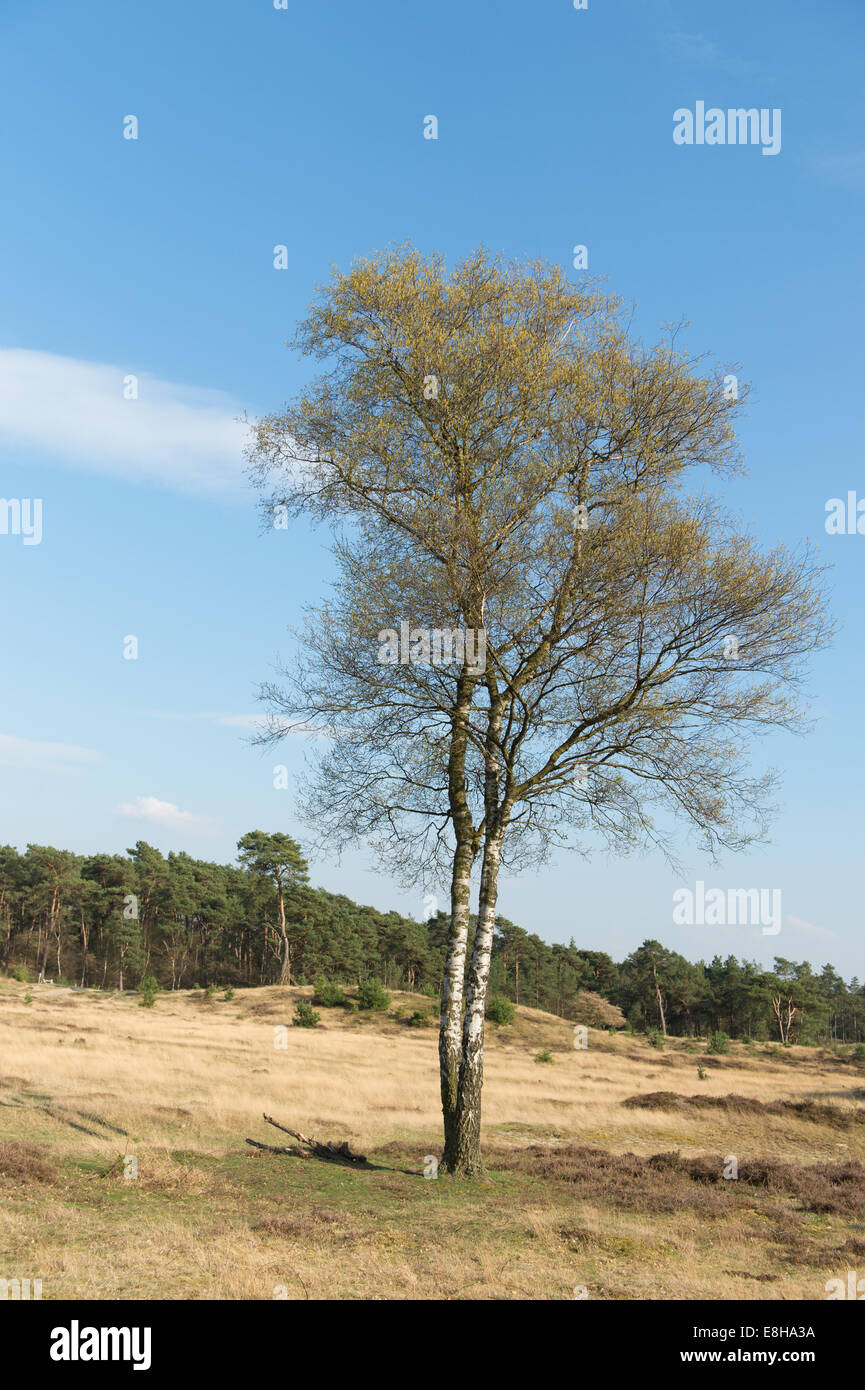 Birch tree in spring in nature landscape Stock Photo - Alamy