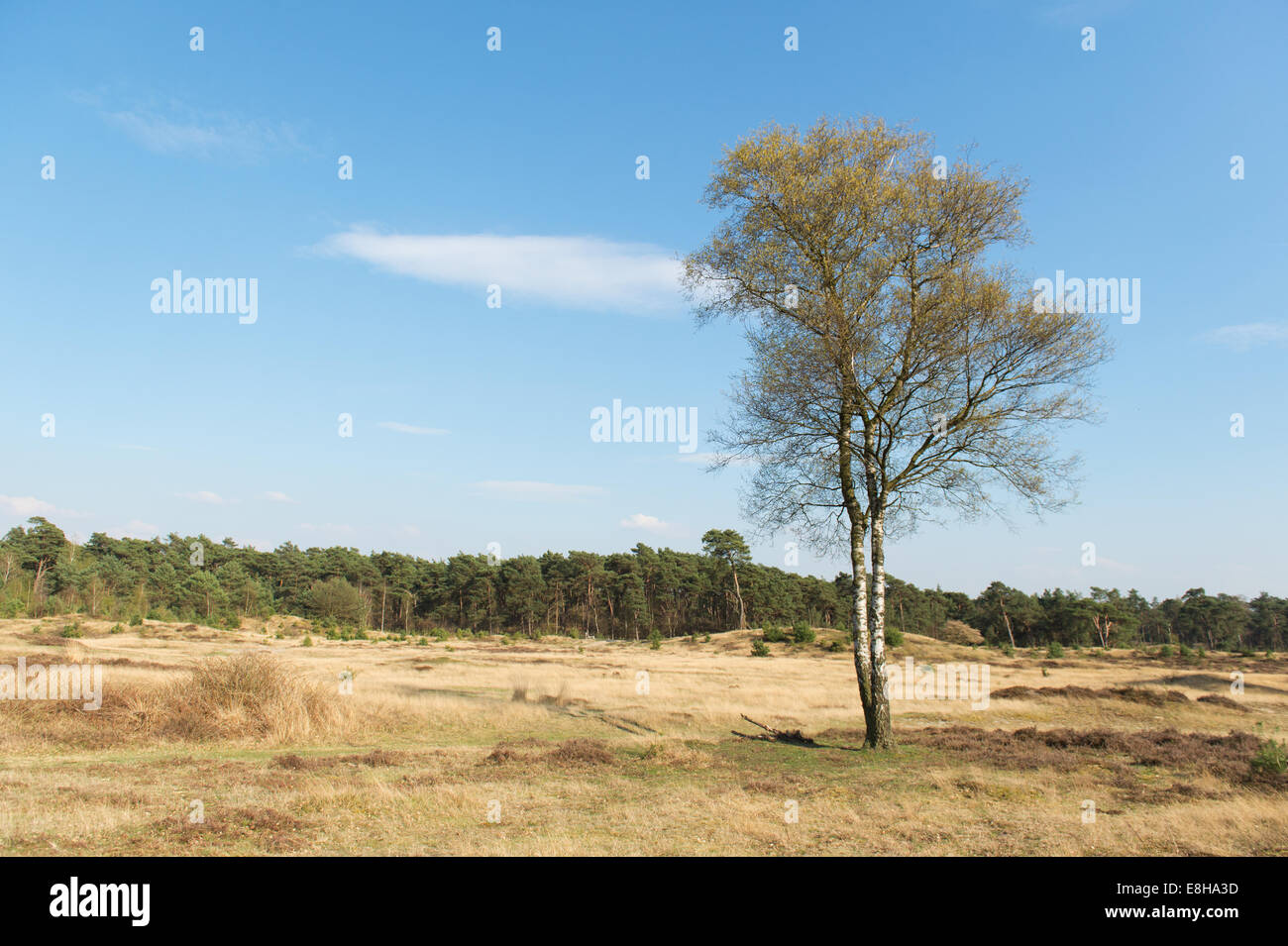 Birch tree in spring hi-res stock photography and images - Alamy