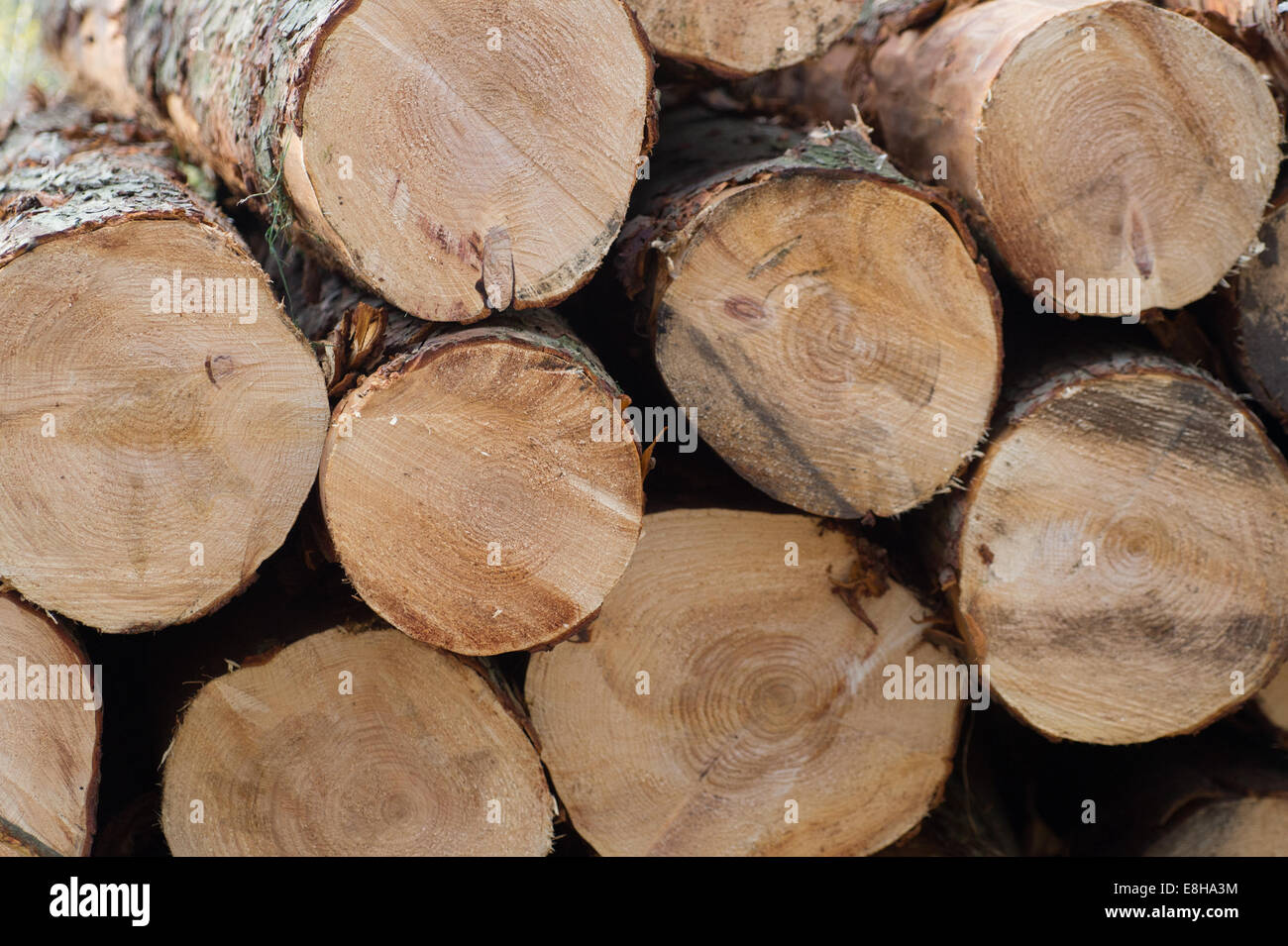 Stacked tree trunks Stock Photo - Alamy