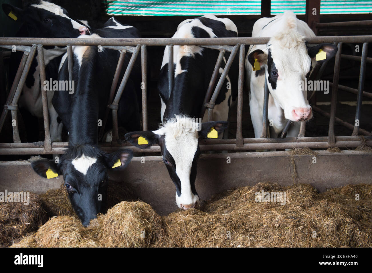 Black And White Cows Stock Photos & Black And White Cows Stock Images - Alamy