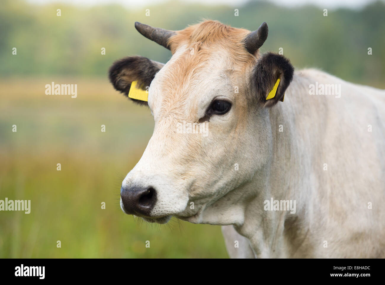 Piedmontese white cows in nature environment Stock Photo - Alamy