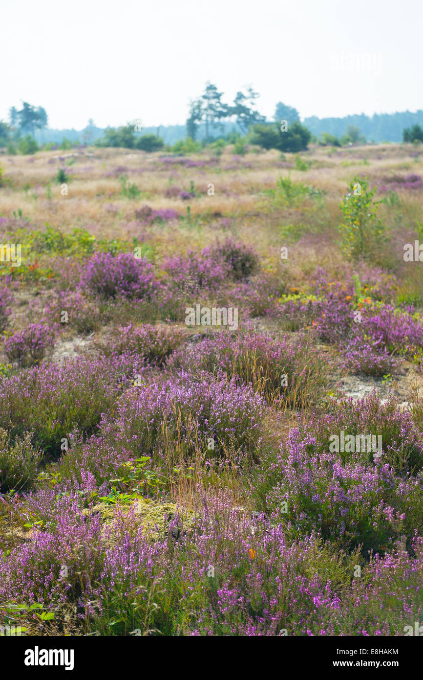 purple heather flowers in nature in Holland Stock Photo - Alamy