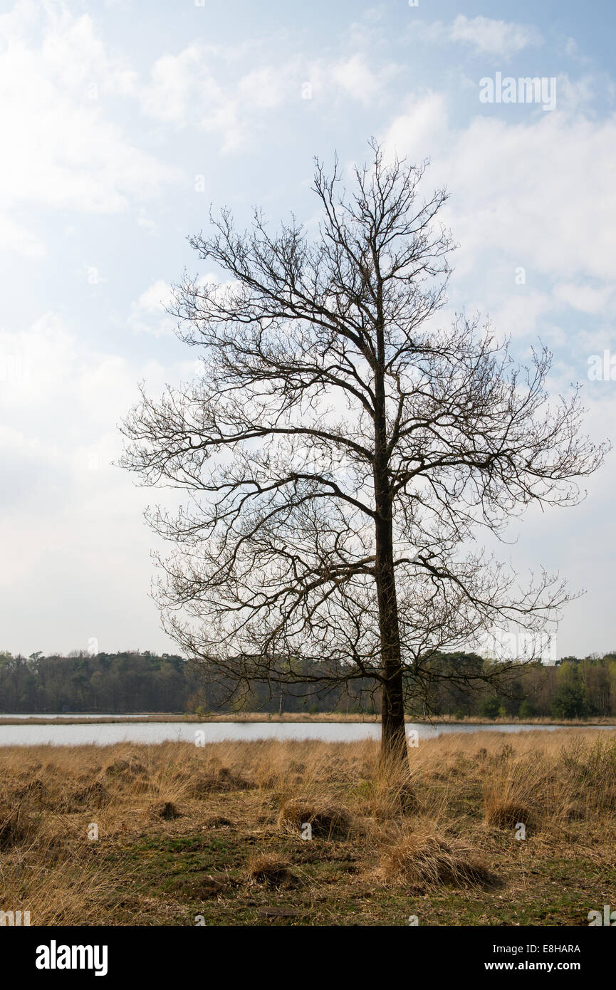 Leersumse veld hi-res stock photography and images - Alamy