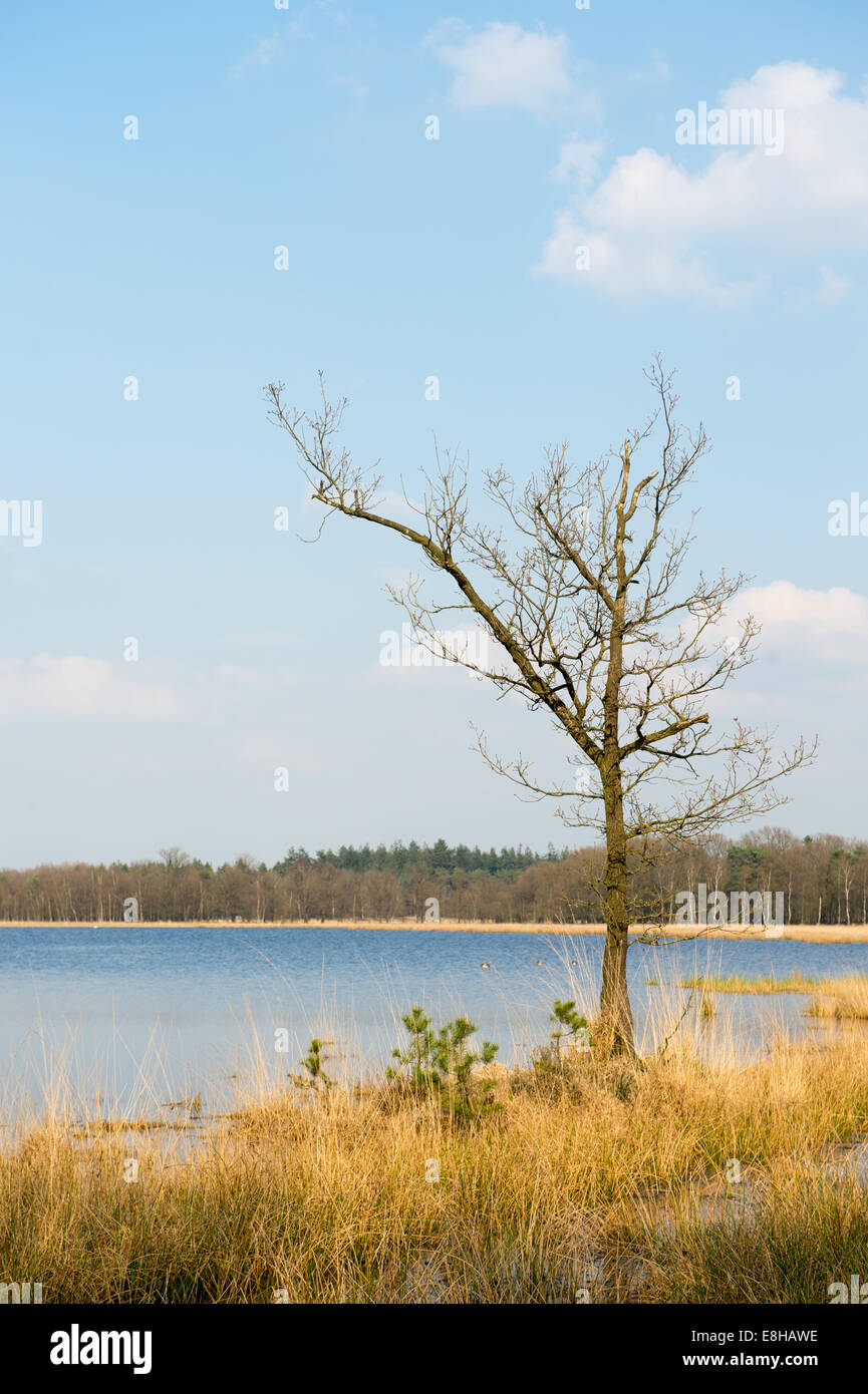 Tree in Dutch winter landscape in Leersumse veld Stock Photo - Alamy