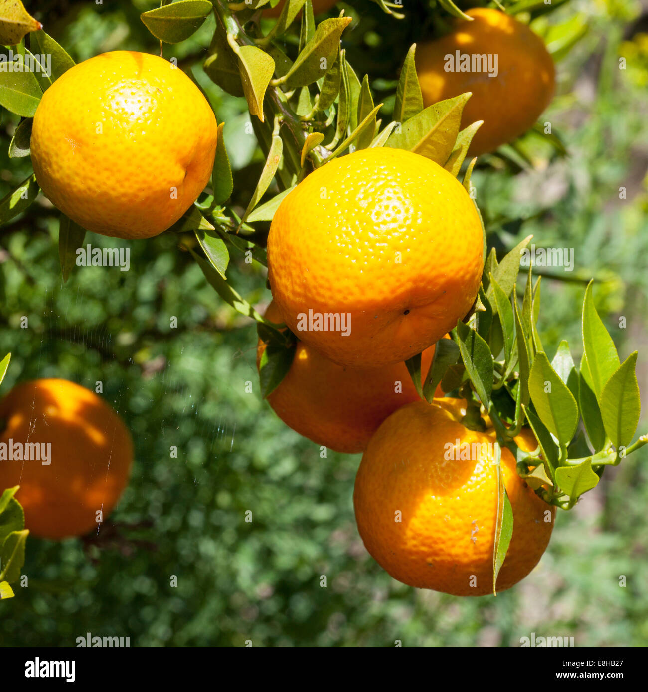 Citrus myrtifolia hi-res stock photography and images - Alamy