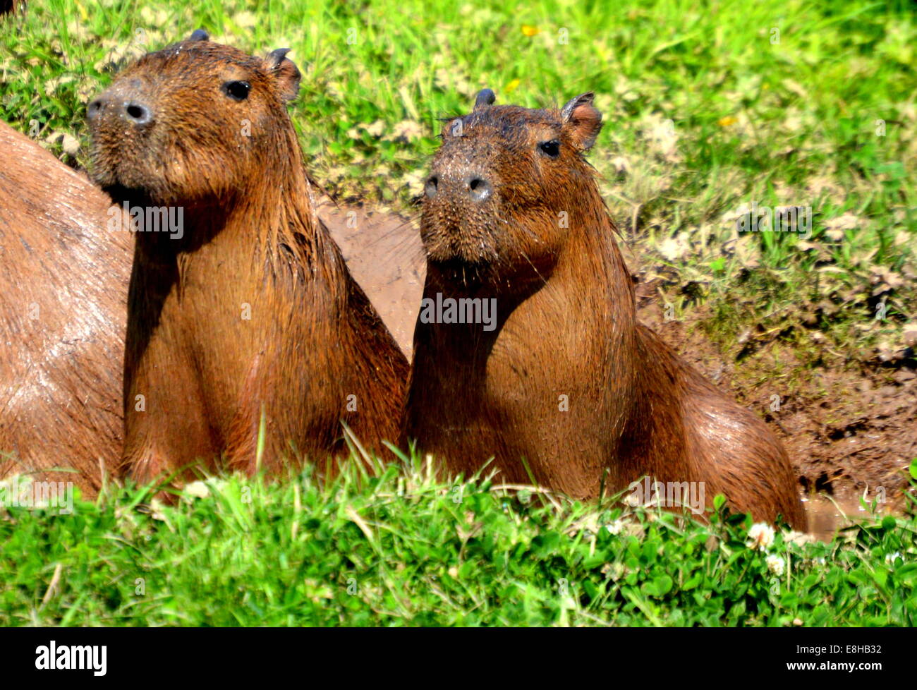Rodent zoo hi-res stock photography and images - Alamy