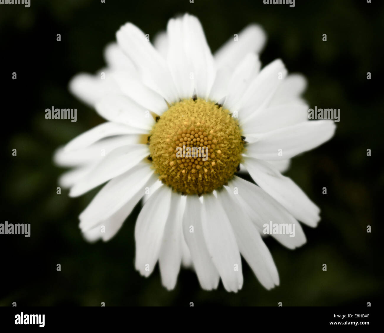 Portrait of a Sea Mayweed flower Stock Photo - Alamy