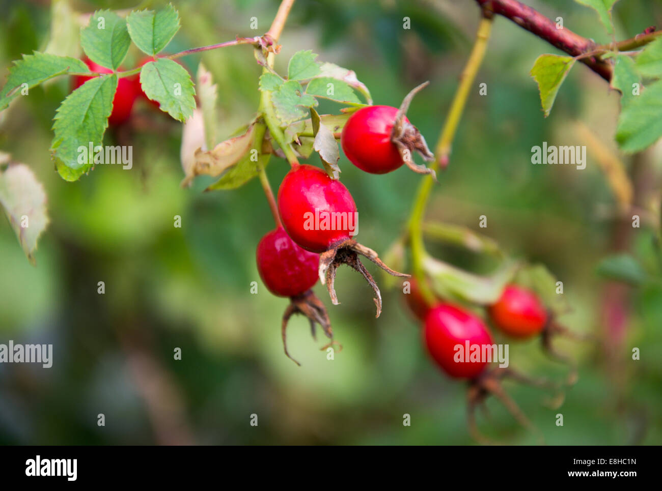 Red rose hips on a branch of a bush Stock Photo - Alamy
