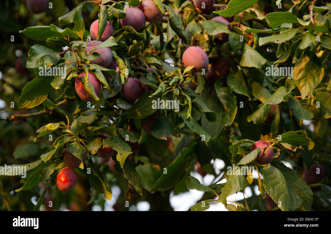 Plum tree autumn hi-res stock photography and images - Alamy