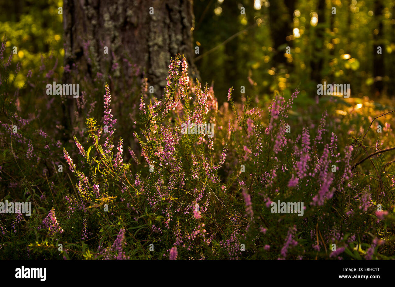 Purple flowers near a tree in the forest Stock Photo - Alamy