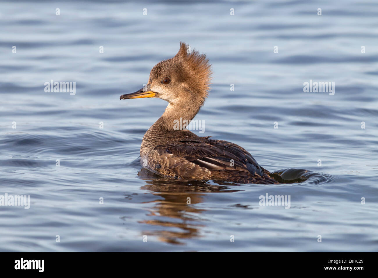 Female plumage hi-res stock photography and images - Alamy