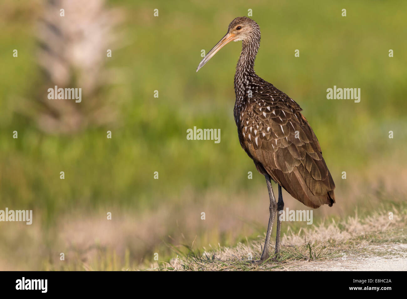 North american limpkin hi-res stock photography and images - Alamy