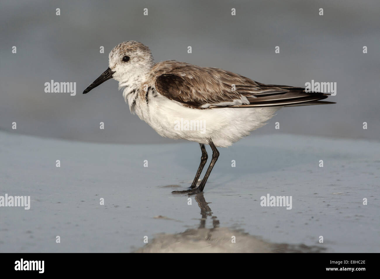Sanderling breeding plumage hi-res stock photography and images - Alamy