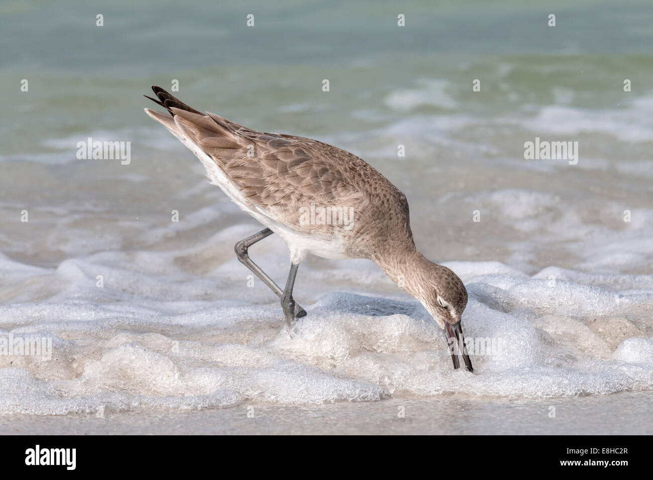 Willet foraging hi-res stock photography and images - Alamy