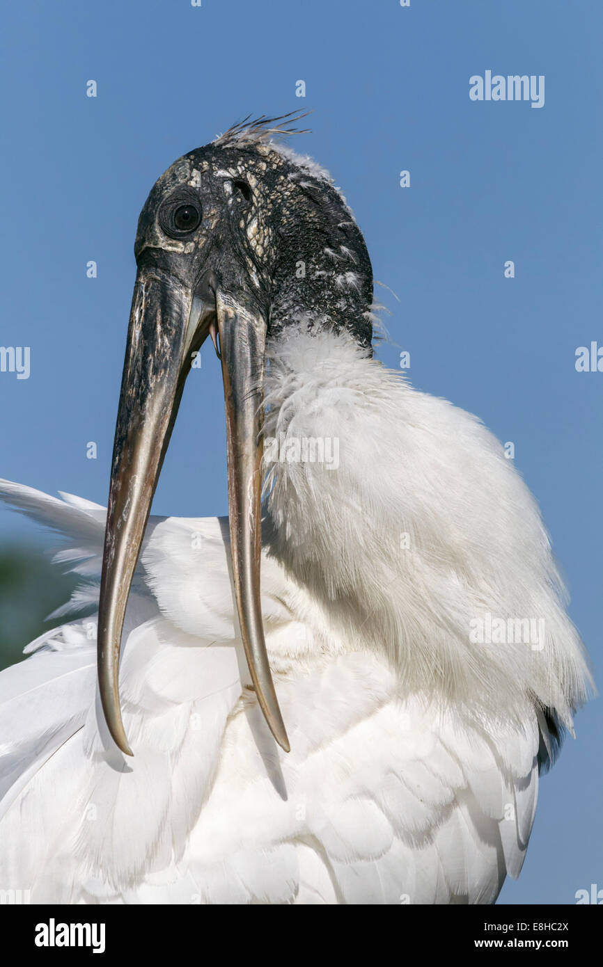 Wood stork face hi-res stock photography and images - Alamy