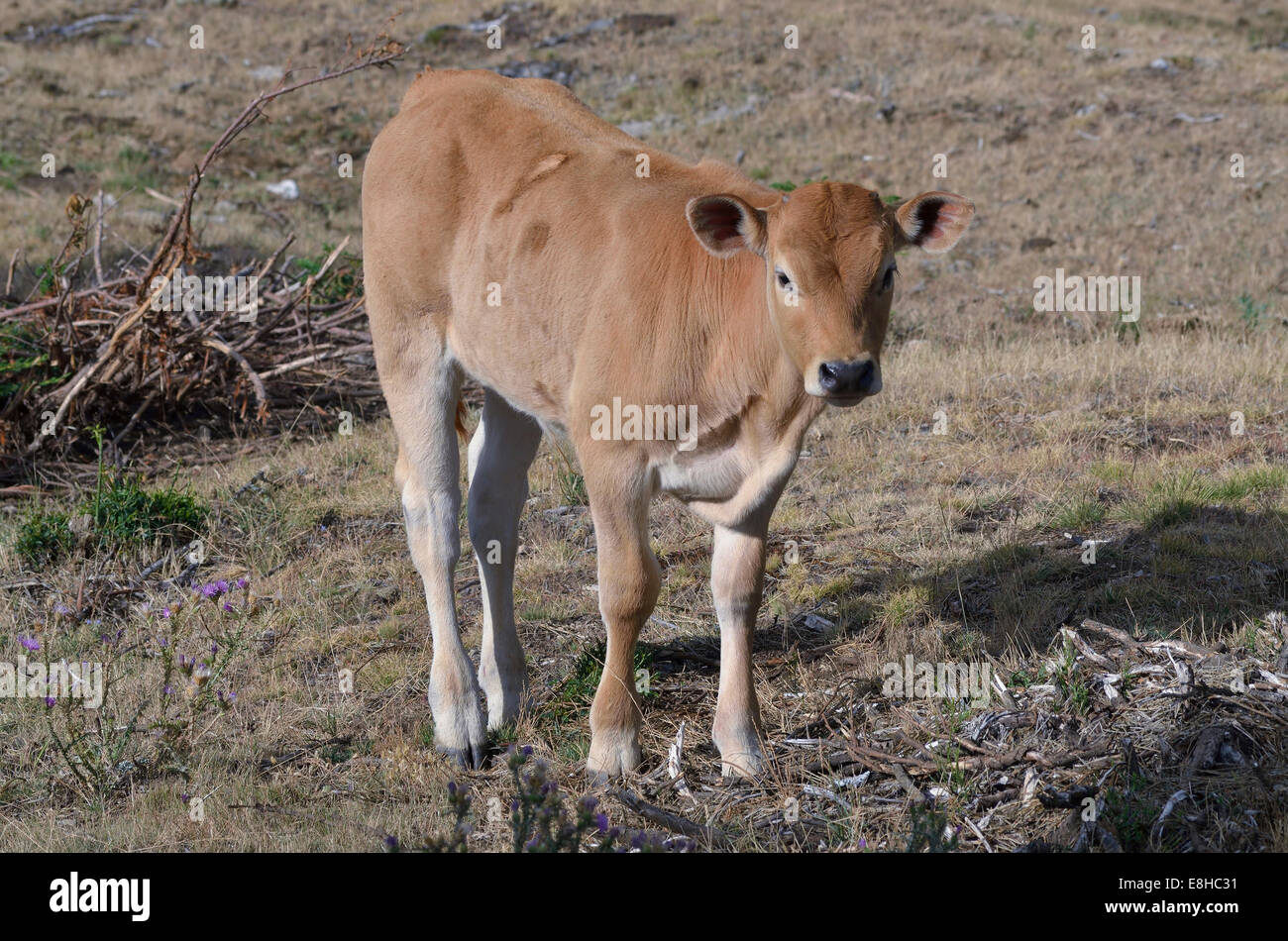 Beautiful calf looking us from hi-res stock photography and images - Alamy