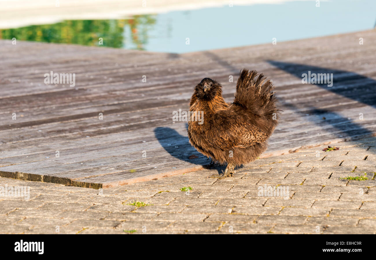 Chicken meat swimming pool hi-res stock photography and images - Alamy