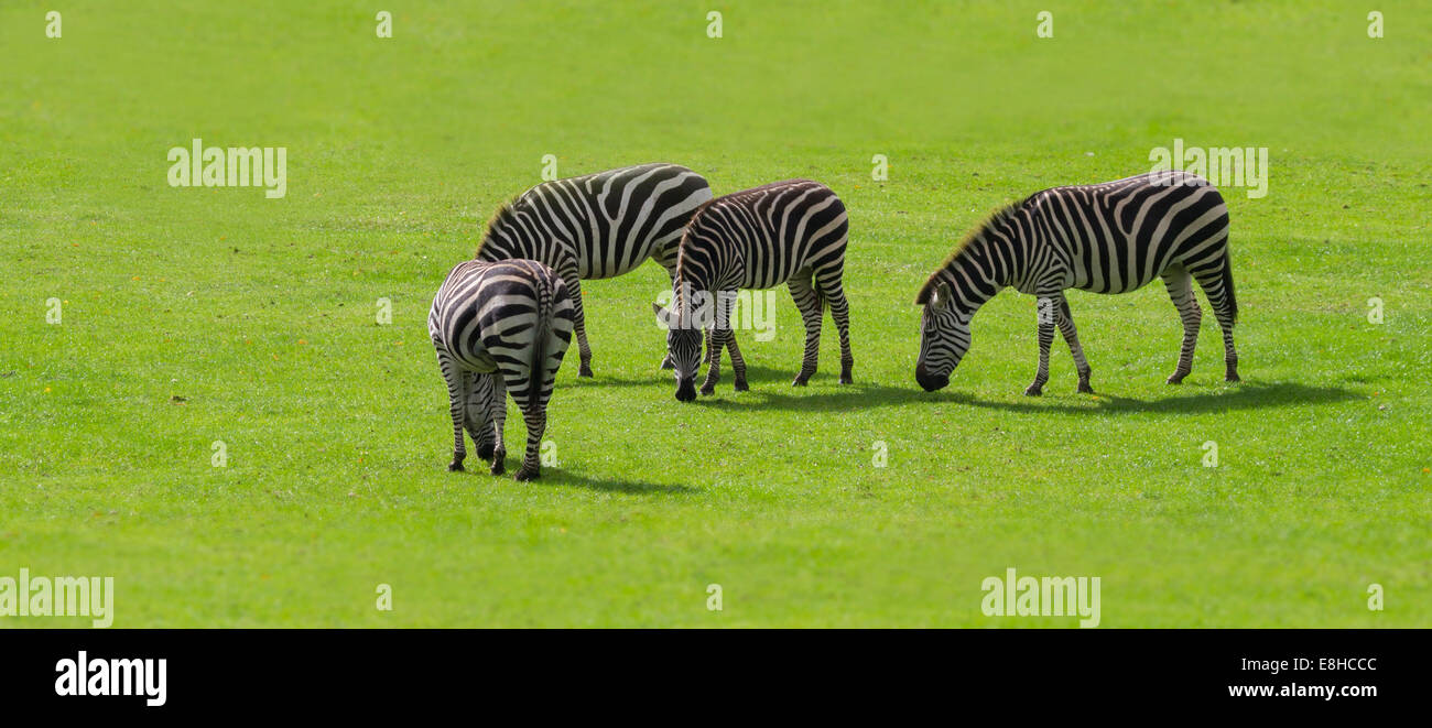 African animal with stripes on skin hi-res stock photography and images ...
