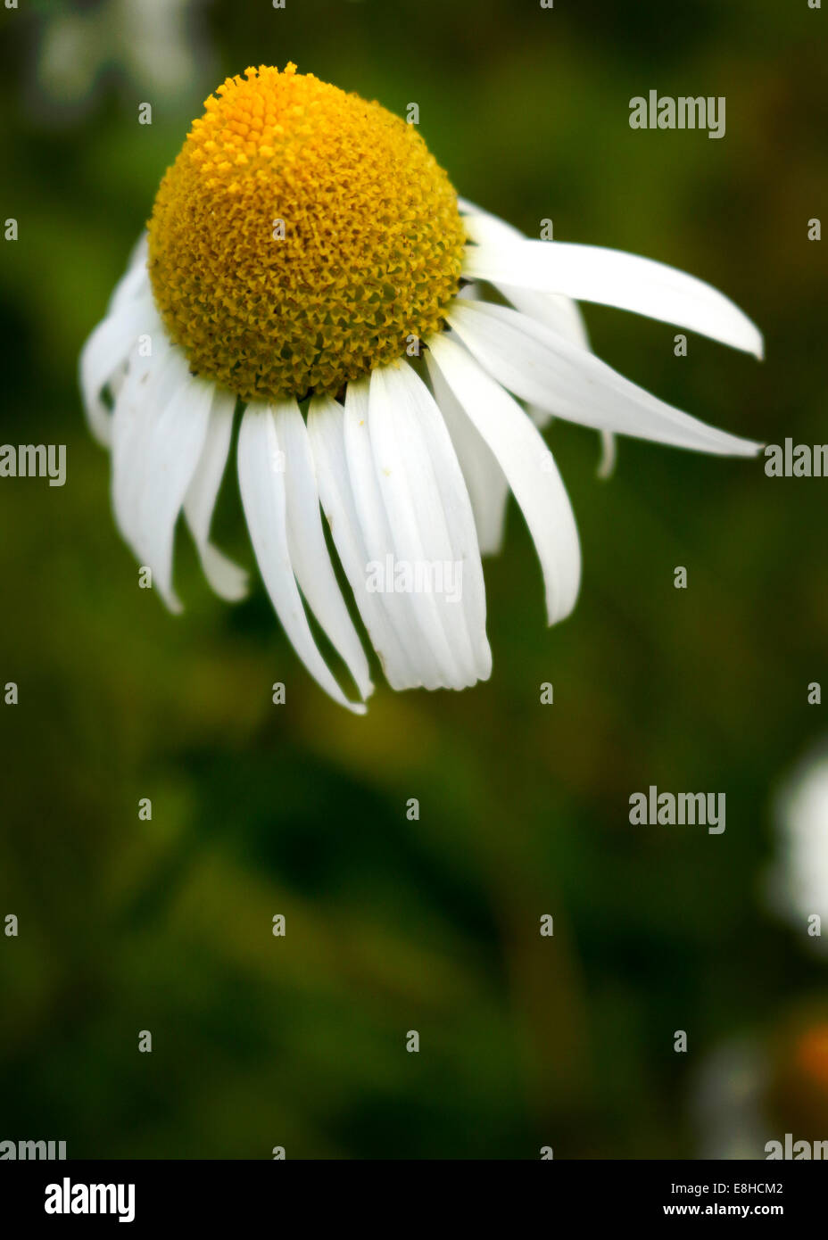 Mayweed plants hi-res stock photography and images - Alamy