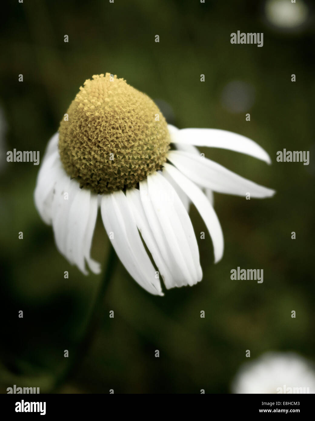 Mayweed plants hi-res stock photography and images - Alamy
