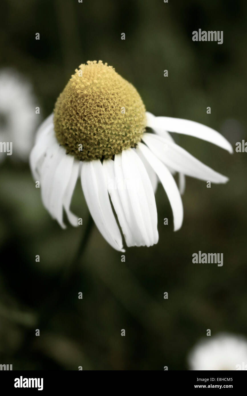 Portrait of a Sea Mayweed flower Stock Photo - Alamy