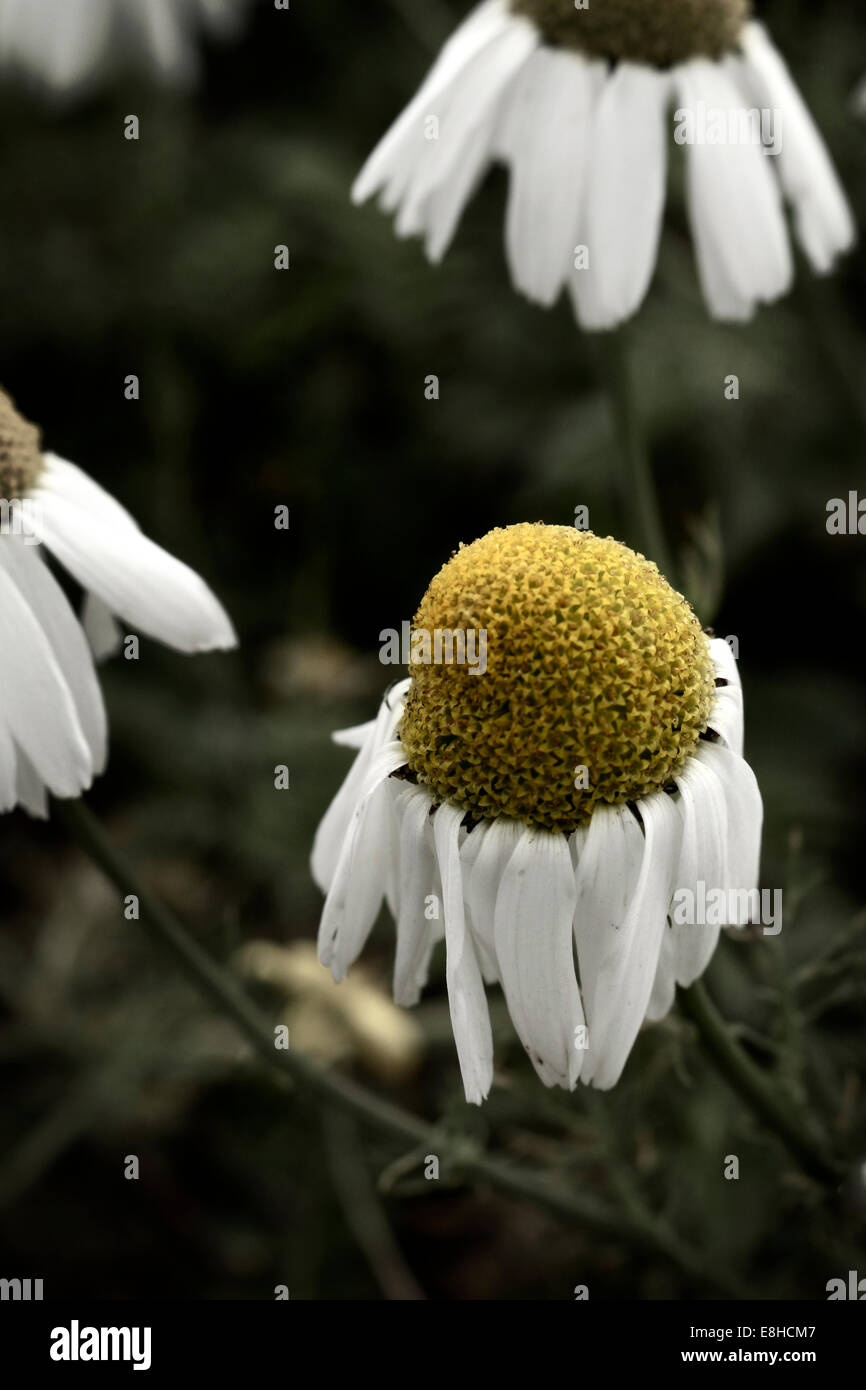 Portrait of a Sea Mayweed flower Stock Photo - Alamy