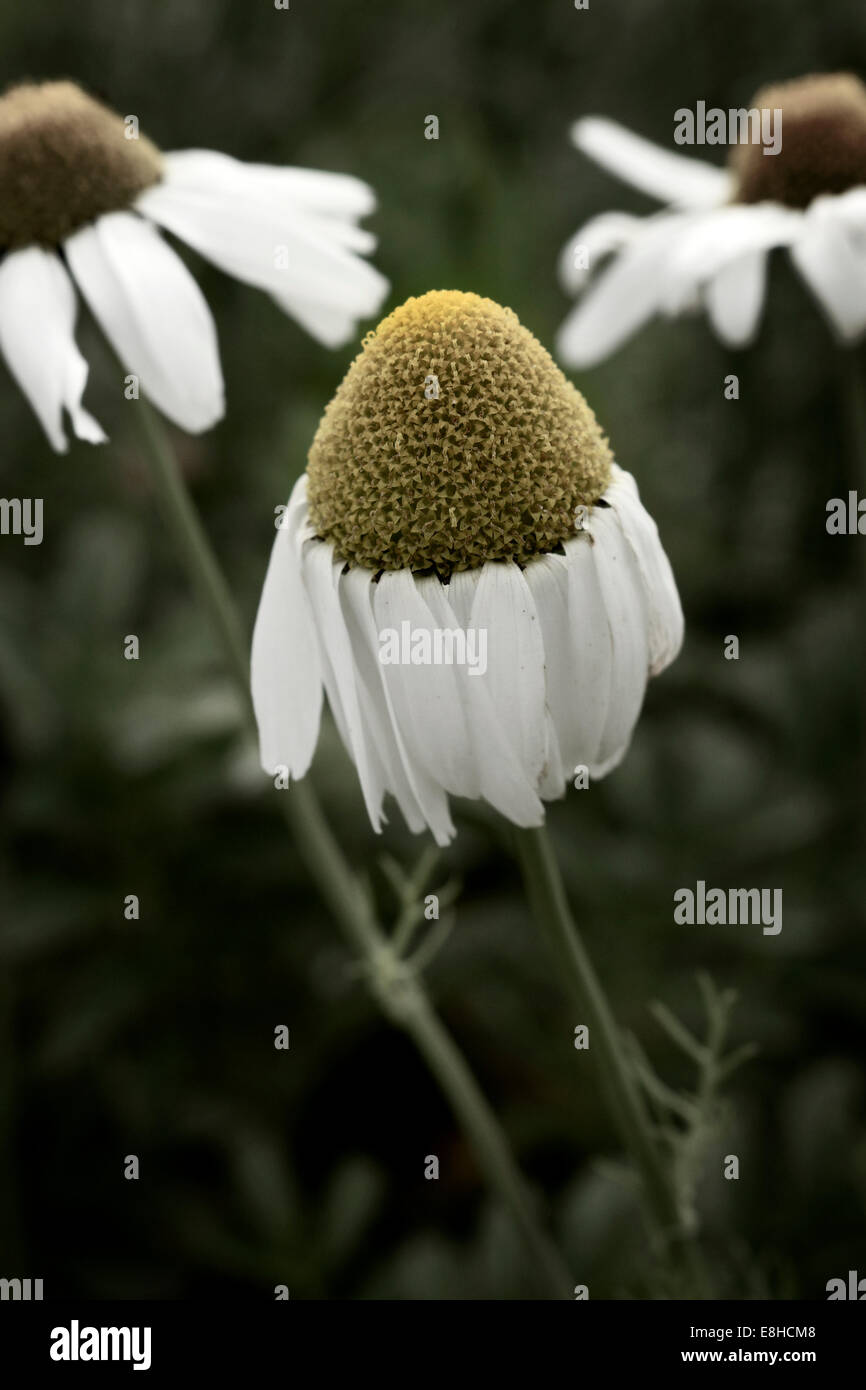 Portrait of a Sea Mayweed flower Stock Photo - Alamy